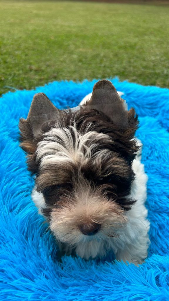 Biro York Terrier Macho – Canil Lu Bichos – Biewer Terrier – Biewer ...